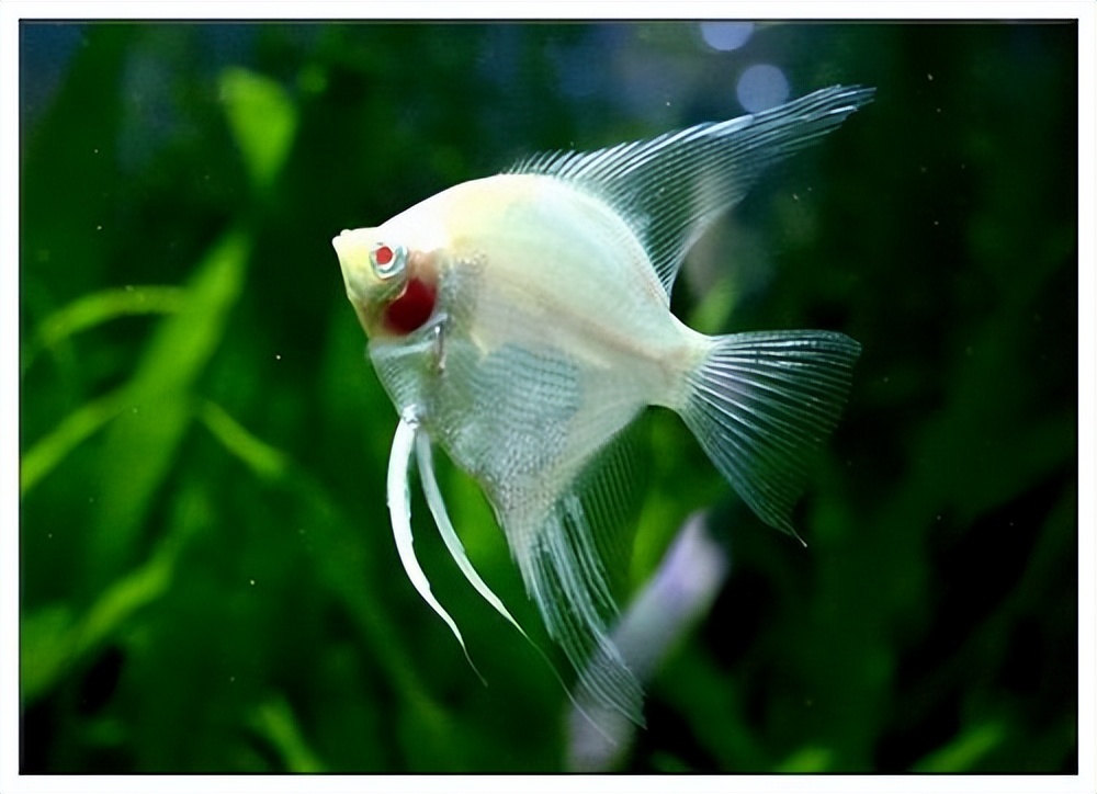 sea angel mollusk - iNEWS