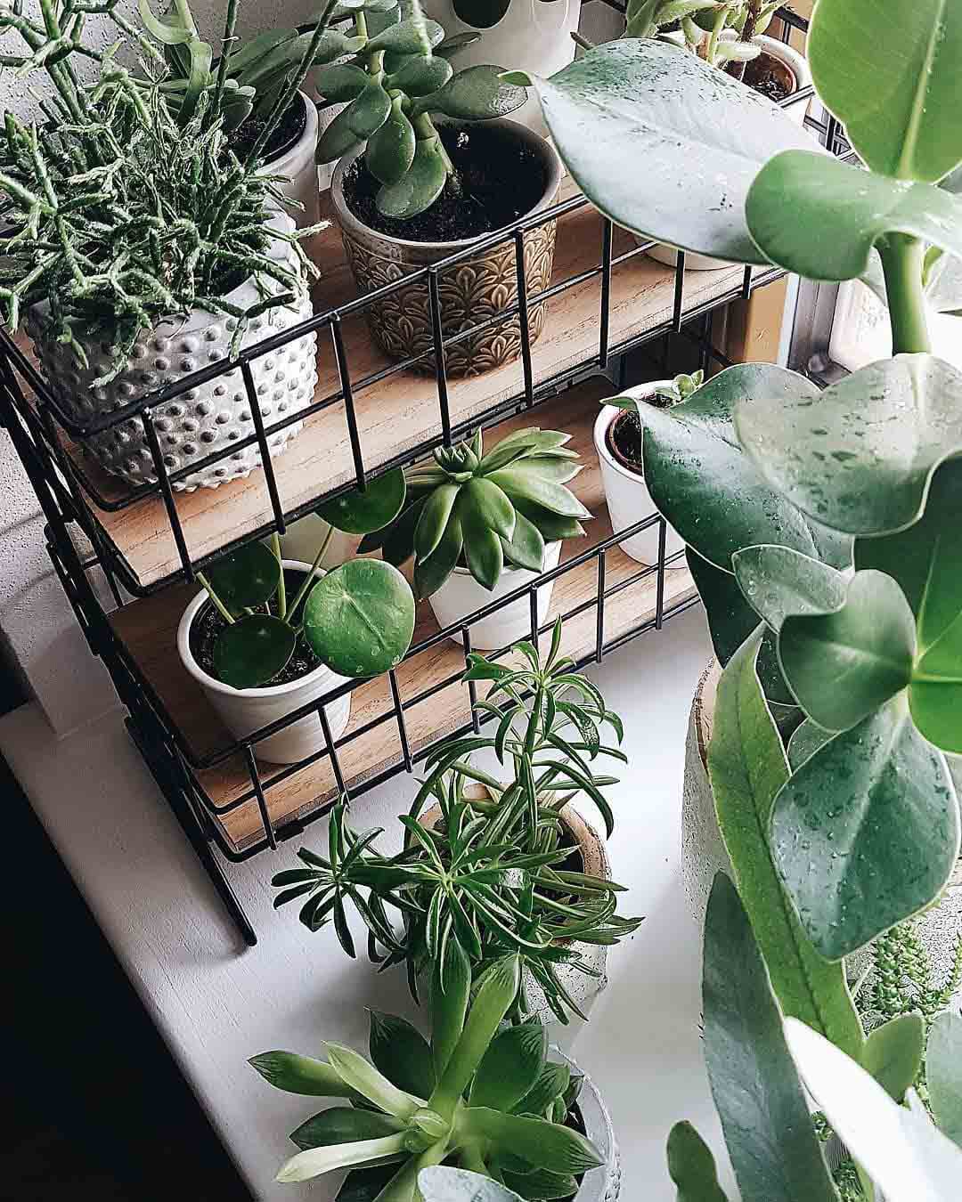 Don't use turtle back taro and Qin Yerong!Everyone has replanted 6 ...