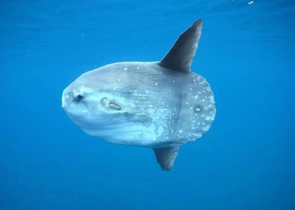 The world's dumbest fish, the stupid sunfish that won't run even if ...