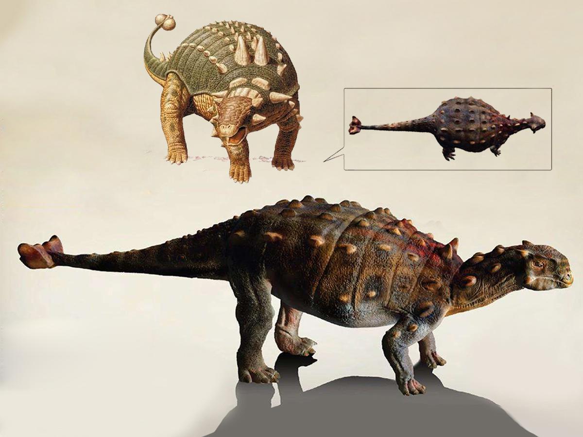 A new species of Ankylosaurus discovered in Chile!With a special "bone ...