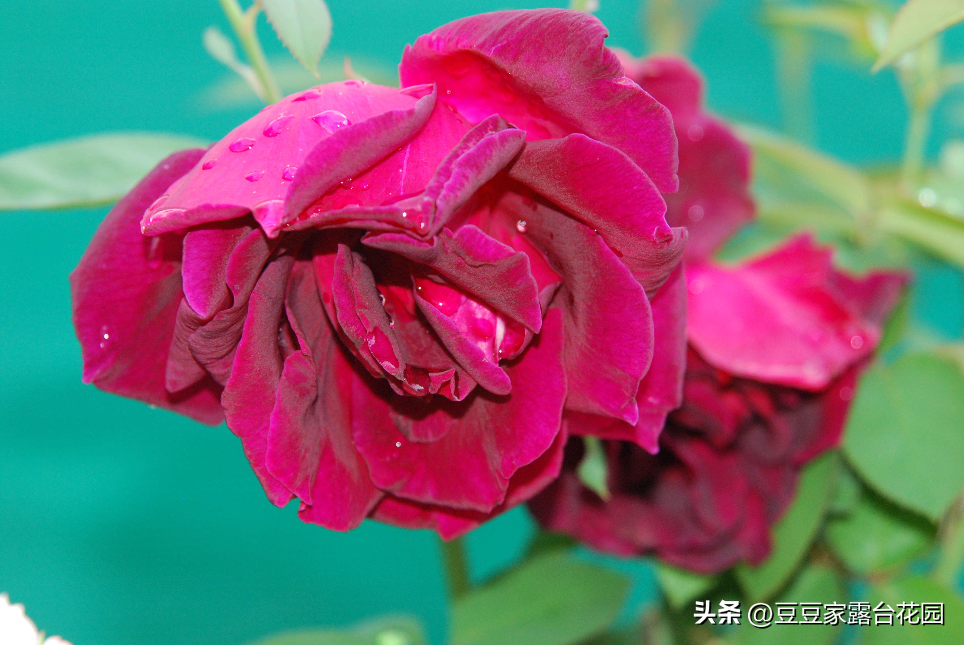 Chinese rose one by one ancient Chinese rose purple velvet - iNEWS