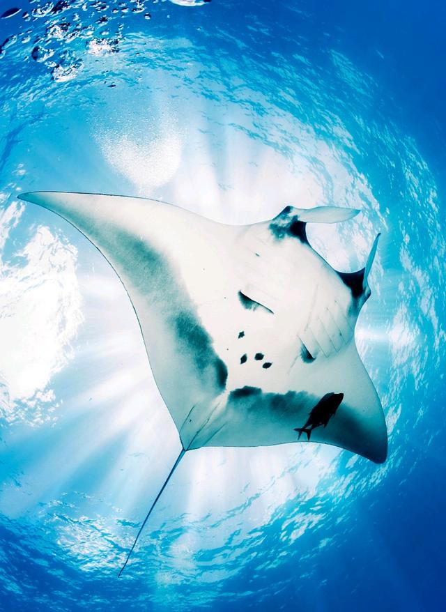 "Giant of the sea" manta ray! They visit the coral reefs regularly ...