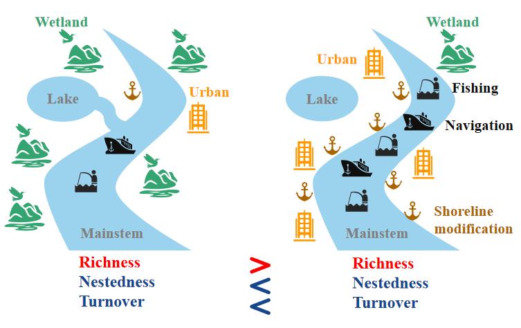 River-lake connectivity, coastal wetlands, and human disturbance drive ...