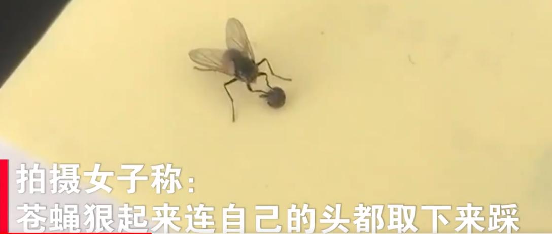 Is it bad to keep your head?Why do flies often rub their heads off by ...