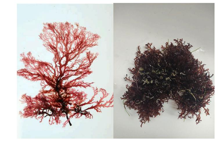 Are red algal bulbs in eutrophic lake waters invasive to other algae in ...