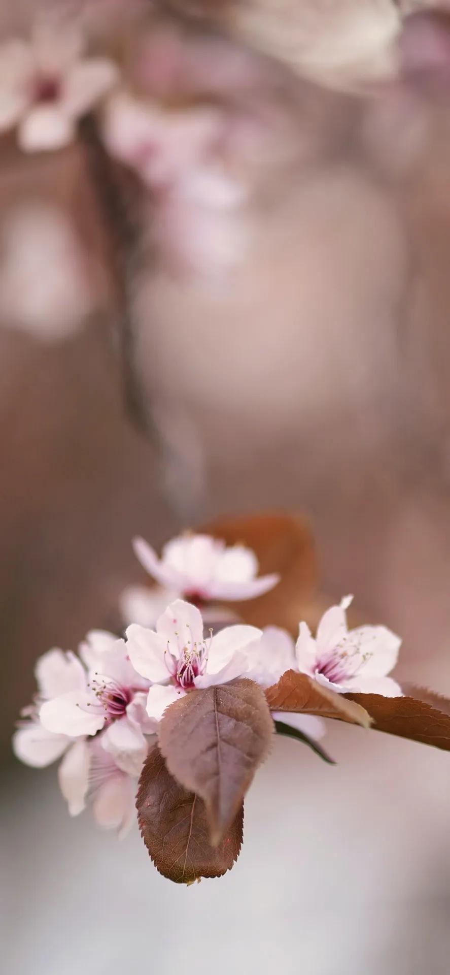 High Quality Wallpaper (Part 263.) - iNEWS