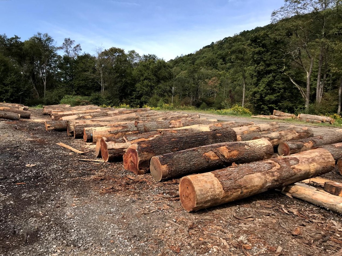 Which imported wood is better? - iNEWS