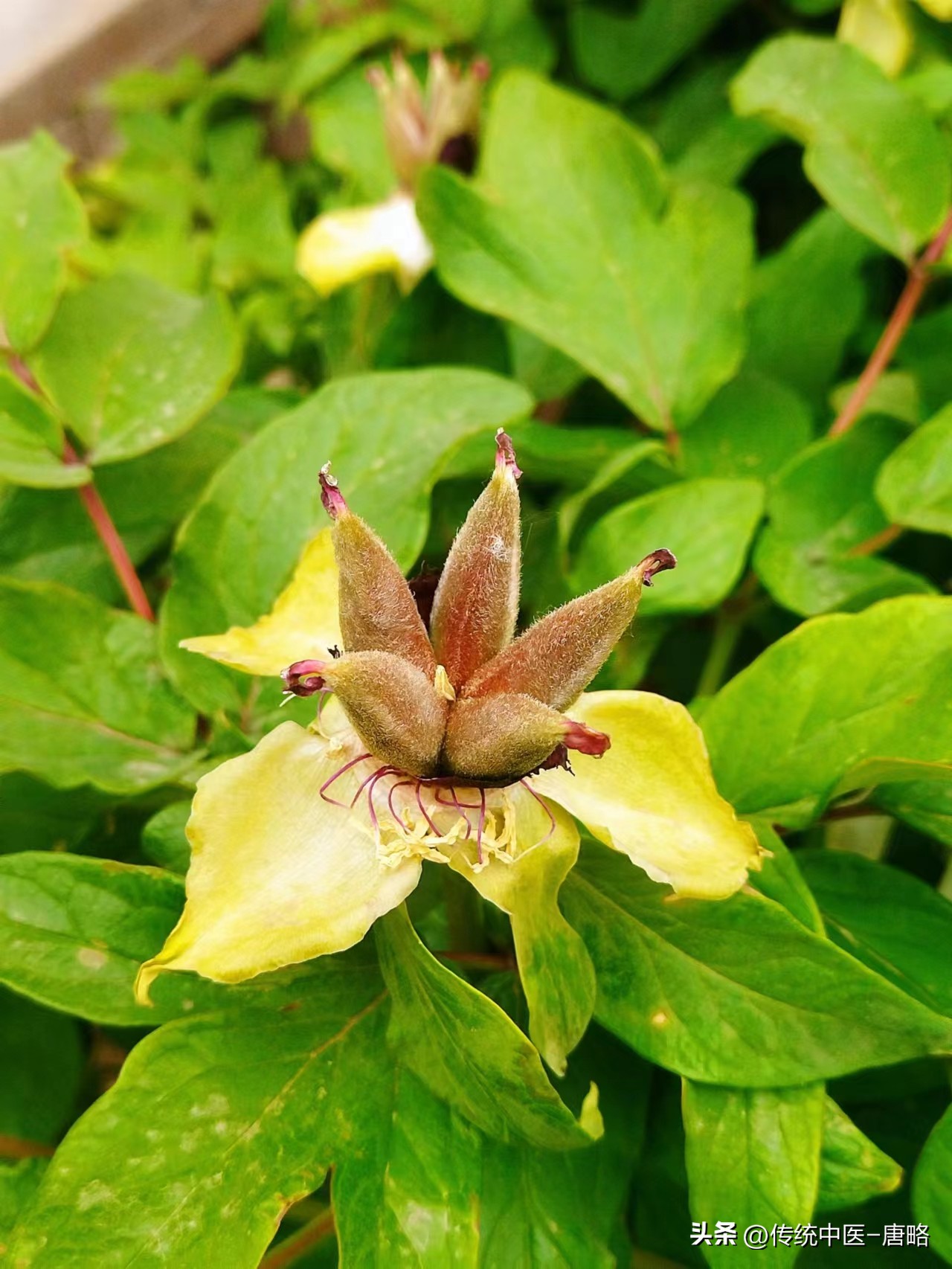 Tanglue Baicao Garden - Peonies with seeds - iNEWS