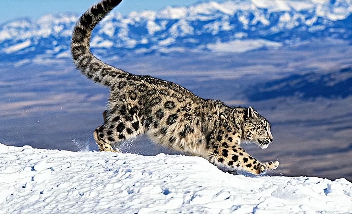 Top of Snow Mountain, Xinjiang Snow Leopard, Meet Ibex - iNEWS