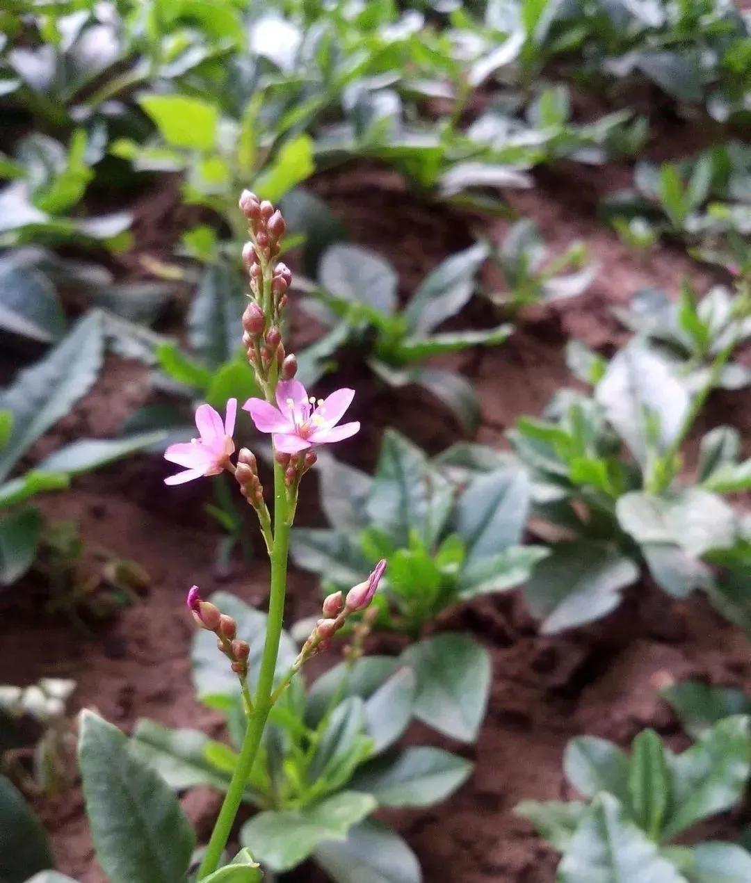 I really like the color and shape of "earth ginseng" - iNEWS