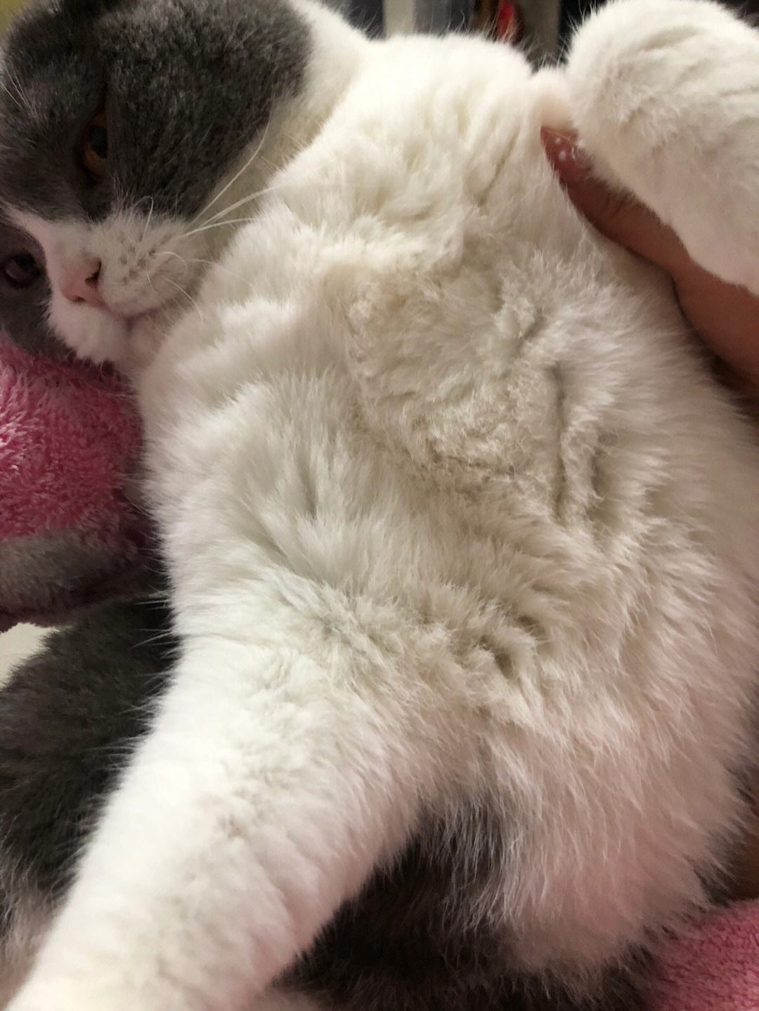 The cat has "garlic petal hair", which means it is well-raised? - iMedia