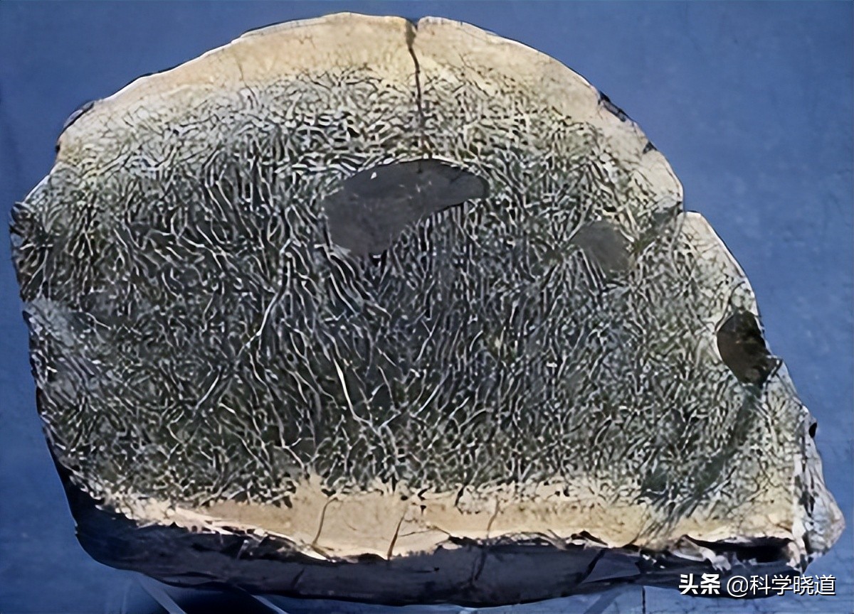 The origin of mankind from the perspective of the Cambrian explosion ...