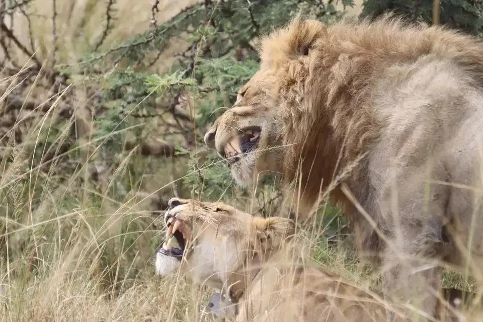 The Lion King Musketeer Morani gave the throne to his son today - iNEWS