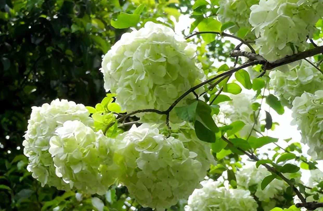 [Linxia Forest and Grass Culture] Science Popularization‖Hydrangeas ...