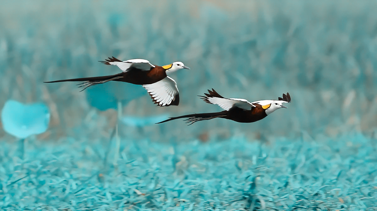 I was amazed, and such a beautiful bird - iNEWS