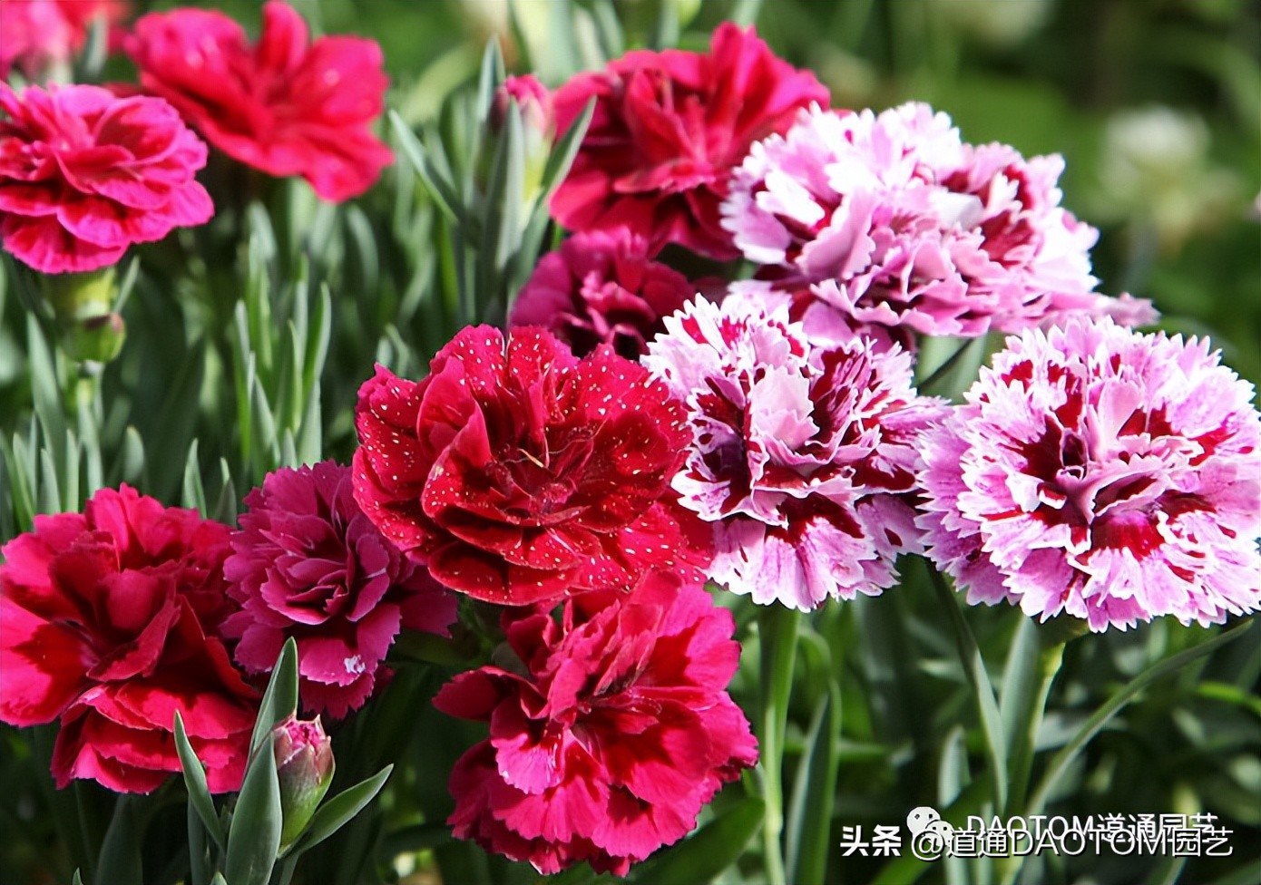 Carnations are actually very easy to maintain. It is no problem to ...