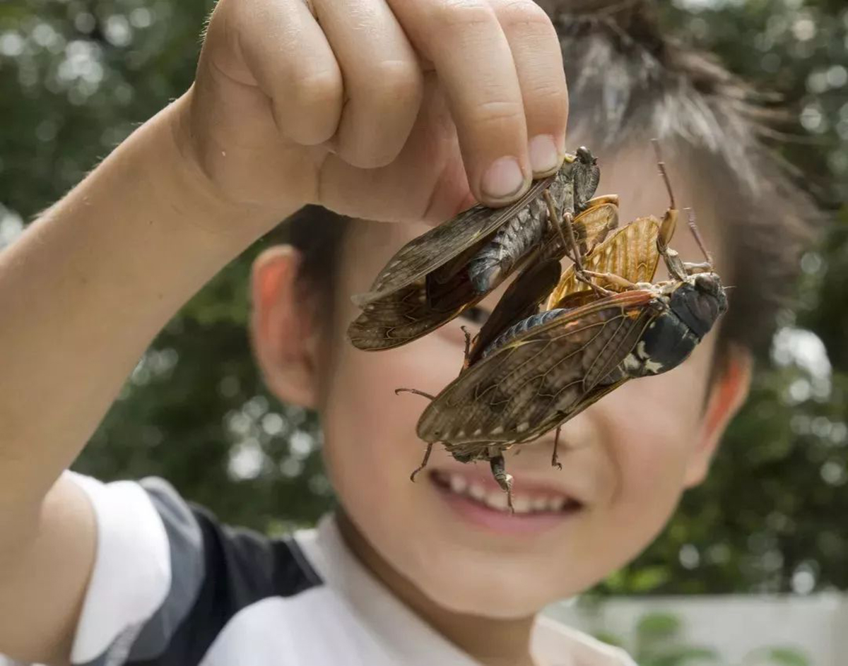 More than ten years ago, Xia Tian could always catch a lot of cicadas ...