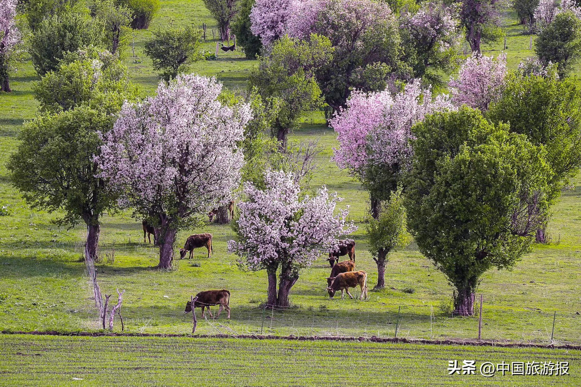 In late spring and early summer, wild apple flowers in Xinjiang bloom ...