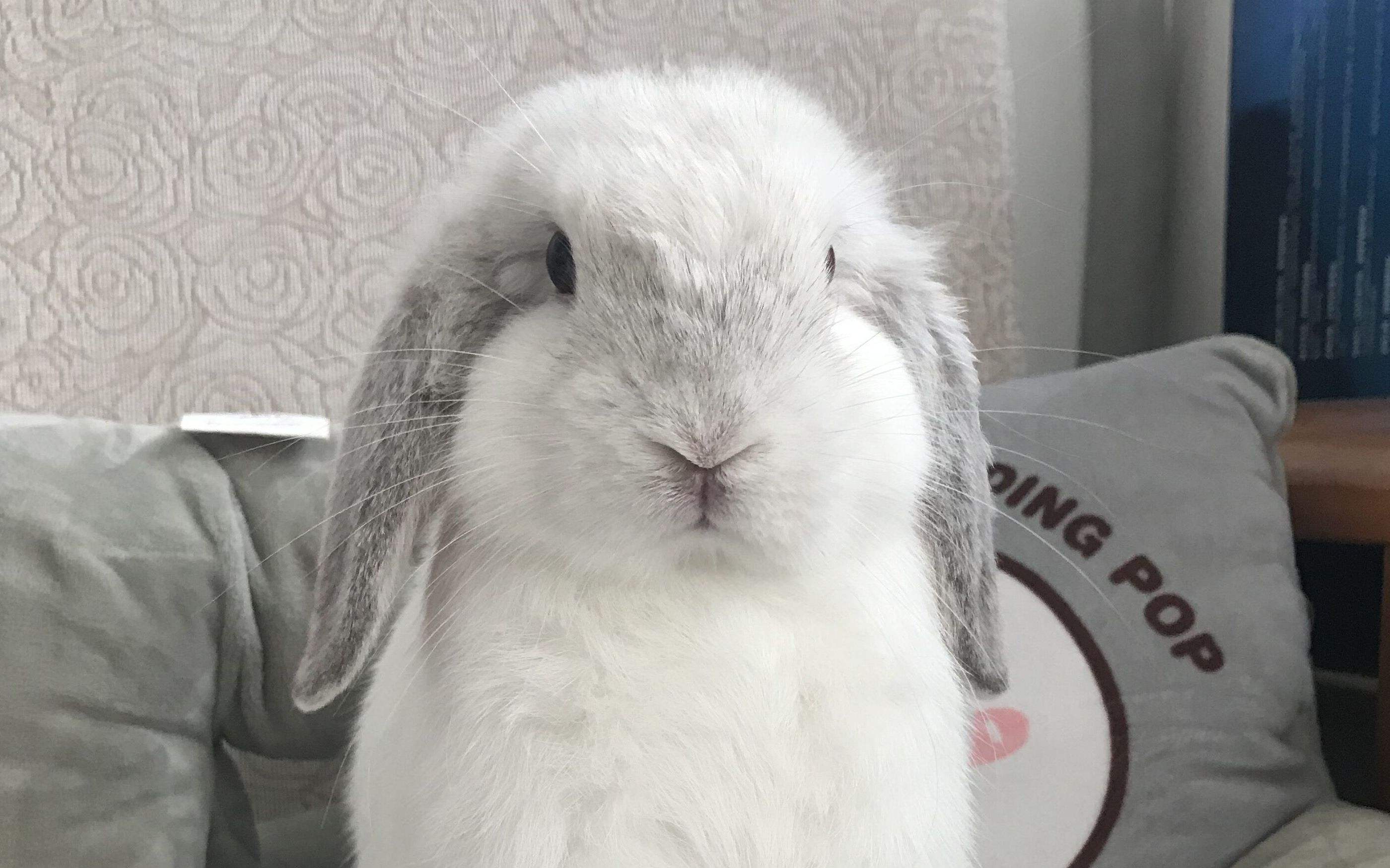 Rabbit scratching ears is ear mites - iNEWS