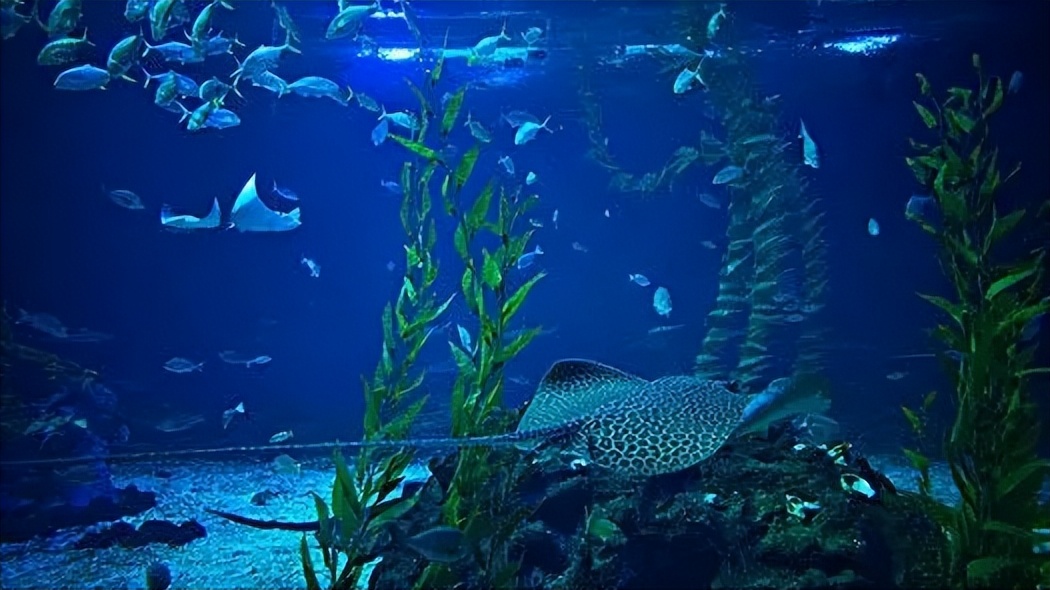 Macroalgae in marine aquariums, what are the implications for ...