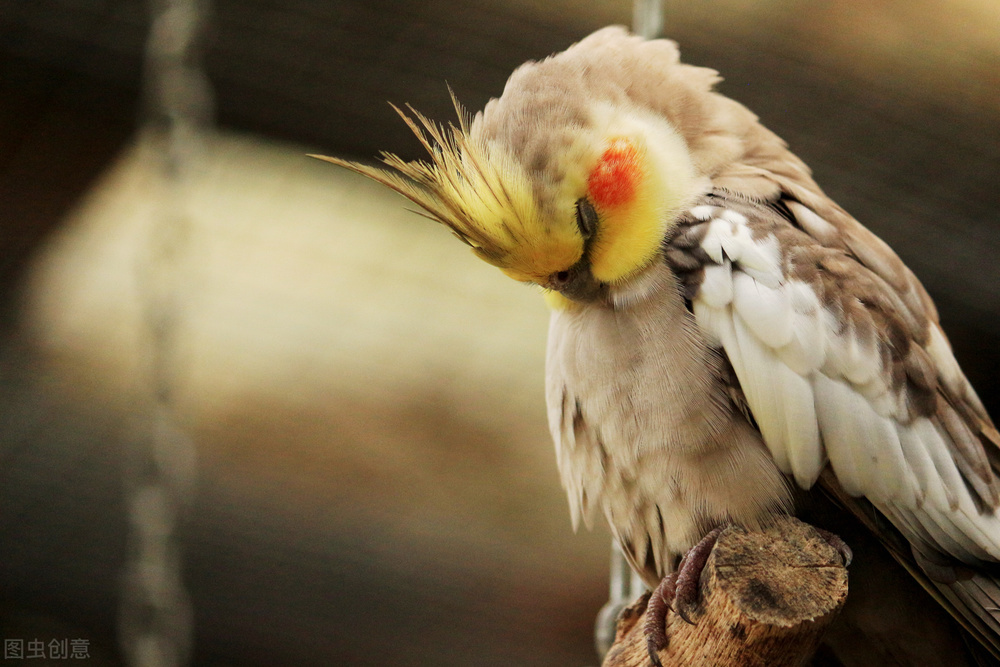 Are colds contagious to parrots? - iNEWS