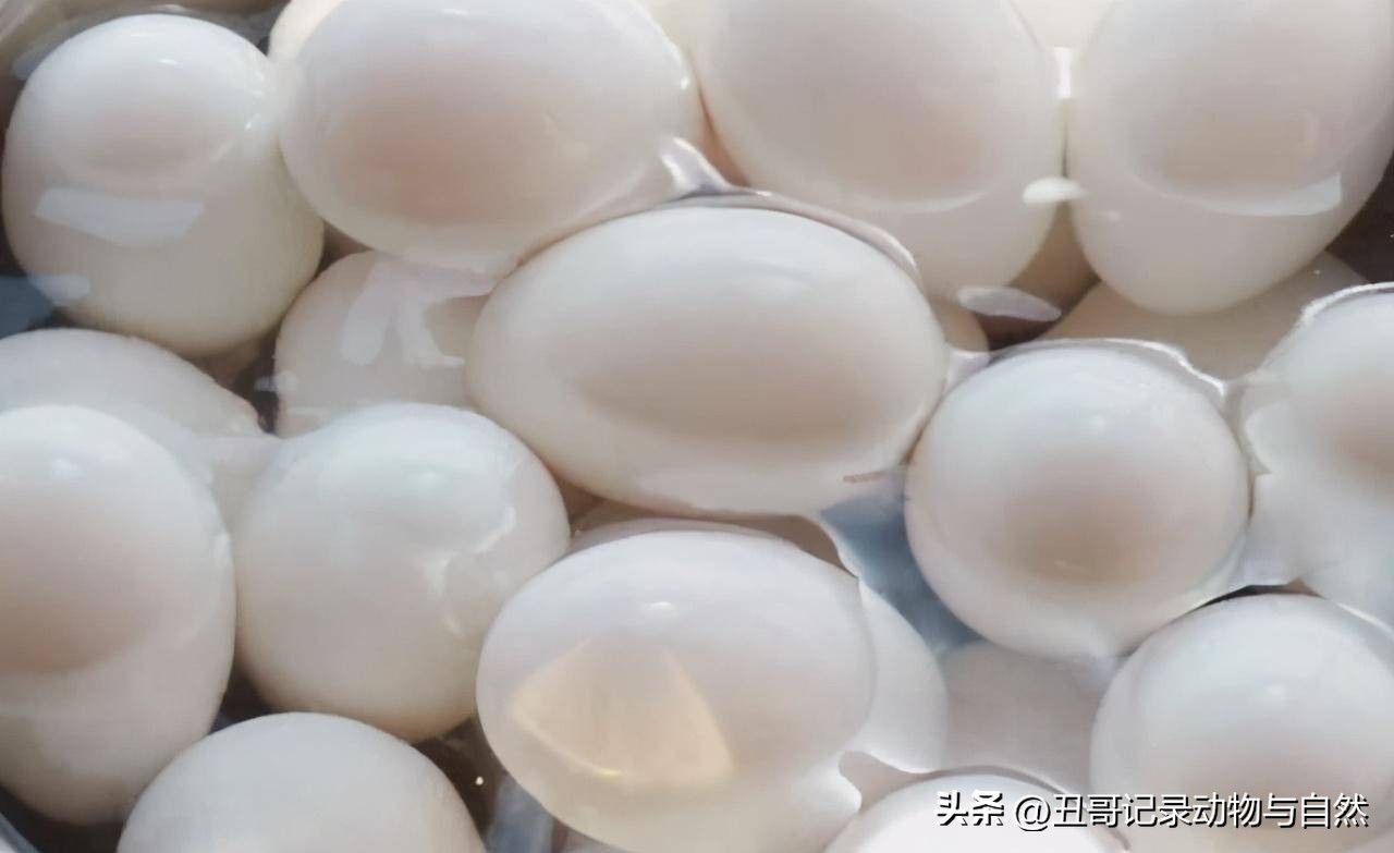 Pickled goose eggs, a few simple steps, all of them are sandy and oily ...