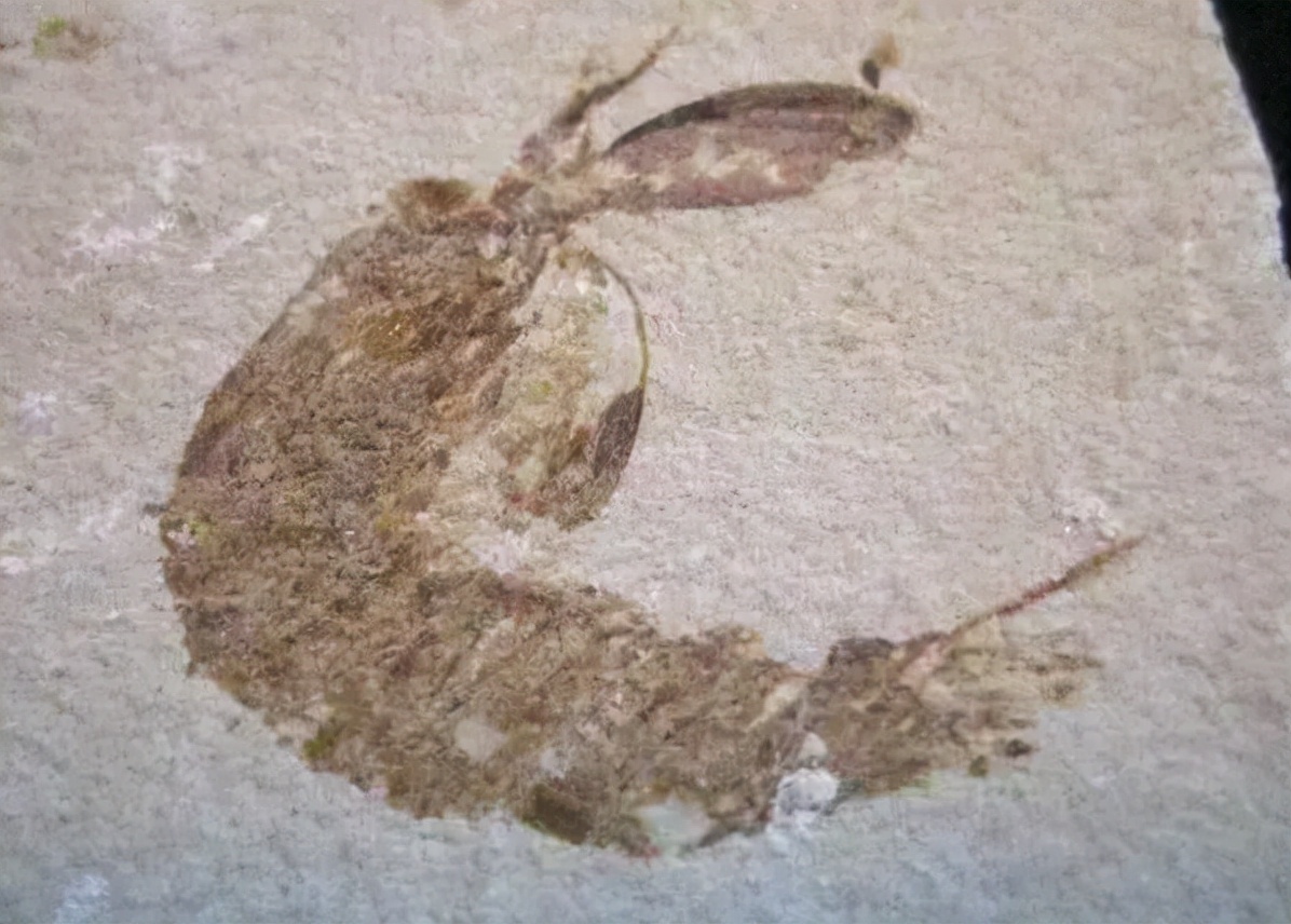 Are Pippi Shrimp really alien creatures? - iNEWS