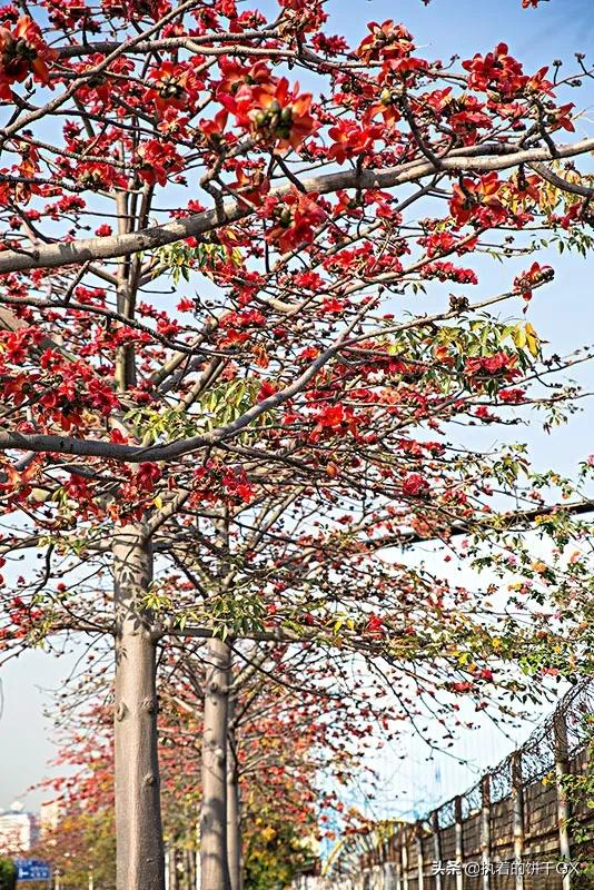 Kapok aka Hero Flower - iNEWS