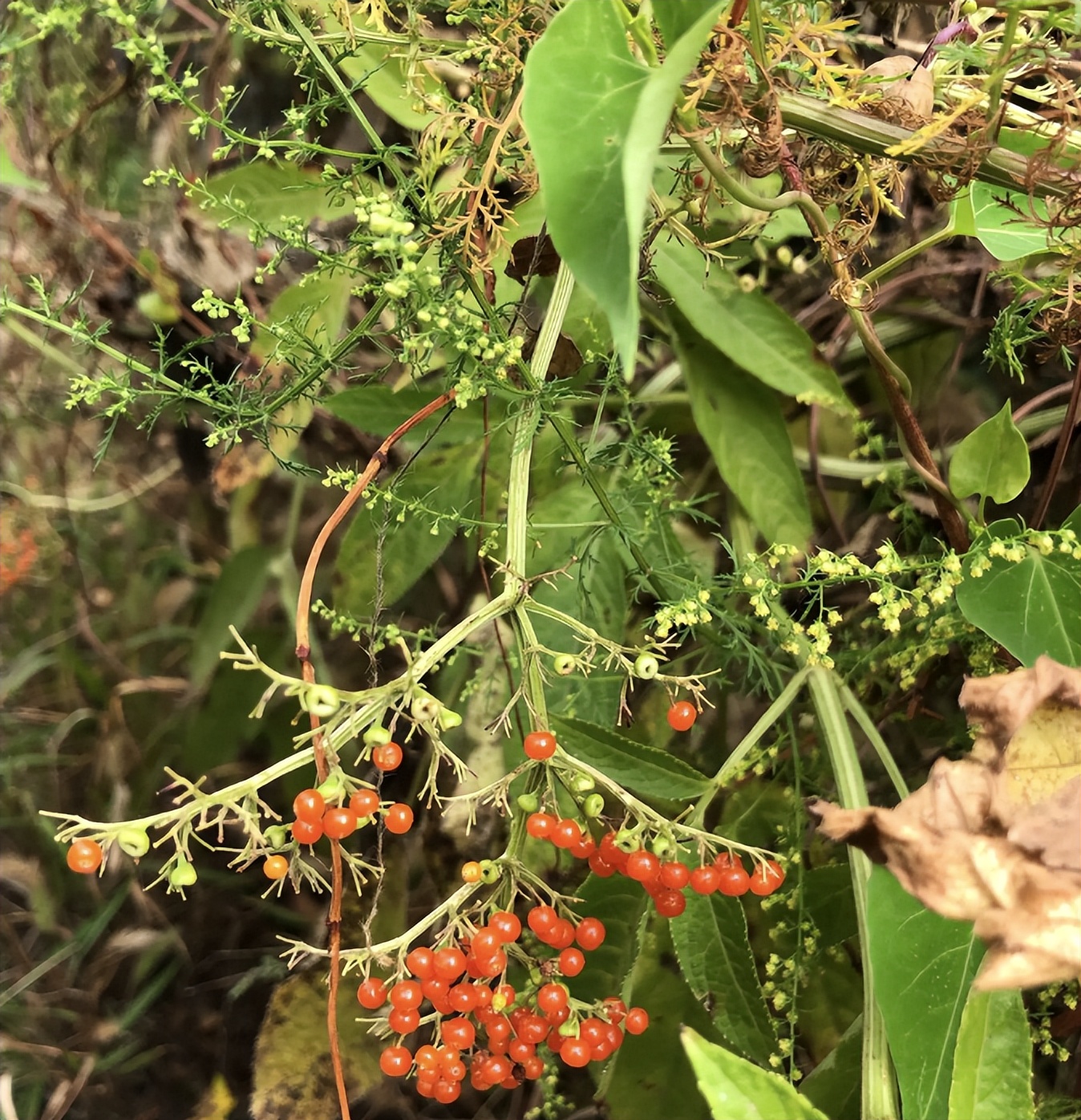 Known as "big smelly grass", it has become a precious medicinal herb ...