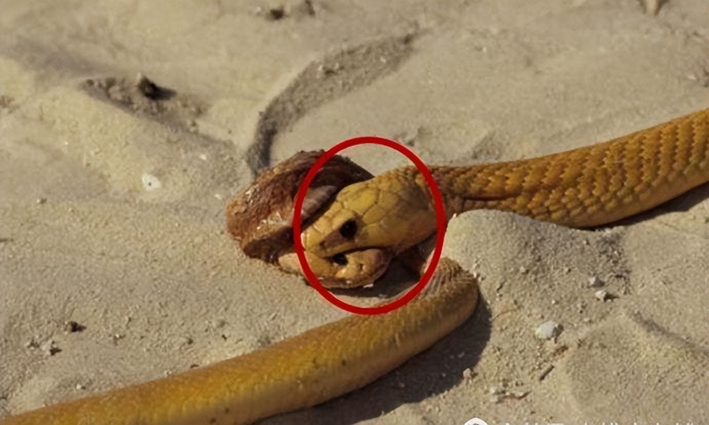 Why do snakes choose to live in the desert? - iNEWS