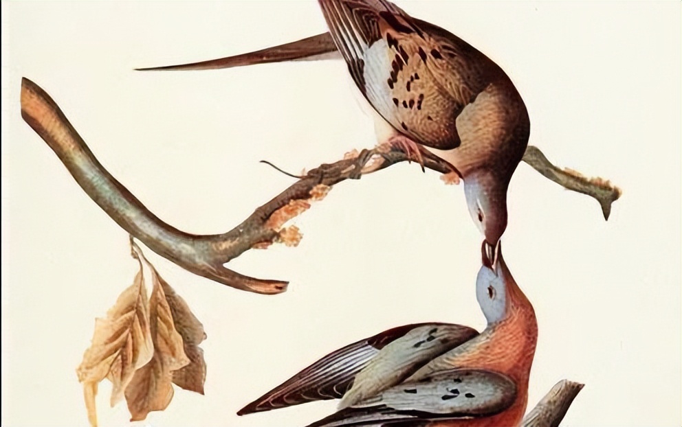 Because of the delicious meat, it was eaten and extinct by humans. It ...