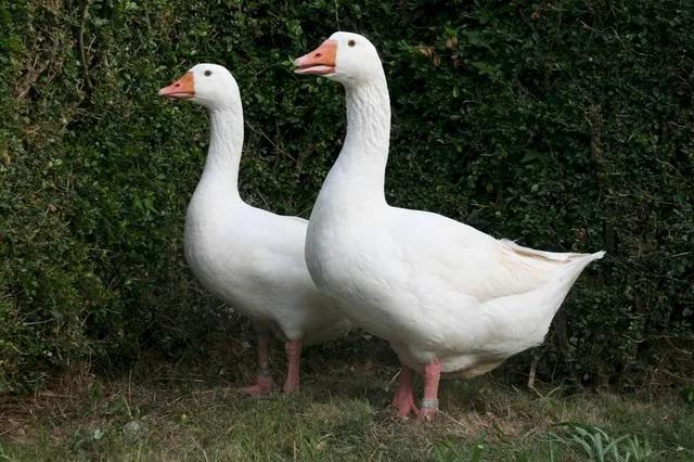 Knowledge point · Where there are geese, there are no snakes.Why are ...