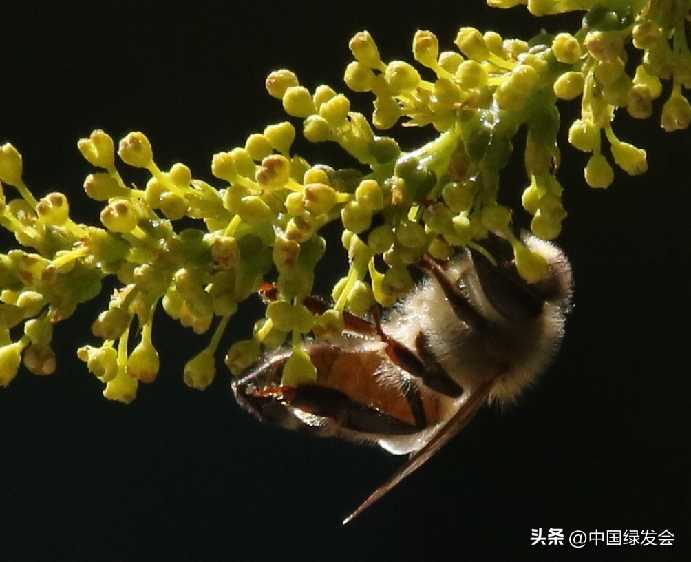 Zhou Jinfeng: The value of Chinese bees to human natural habitats - iNEWS