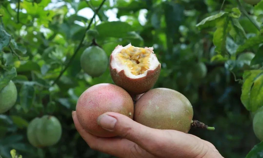 The efficacy and function of Baihua fruit peel - iNEWS