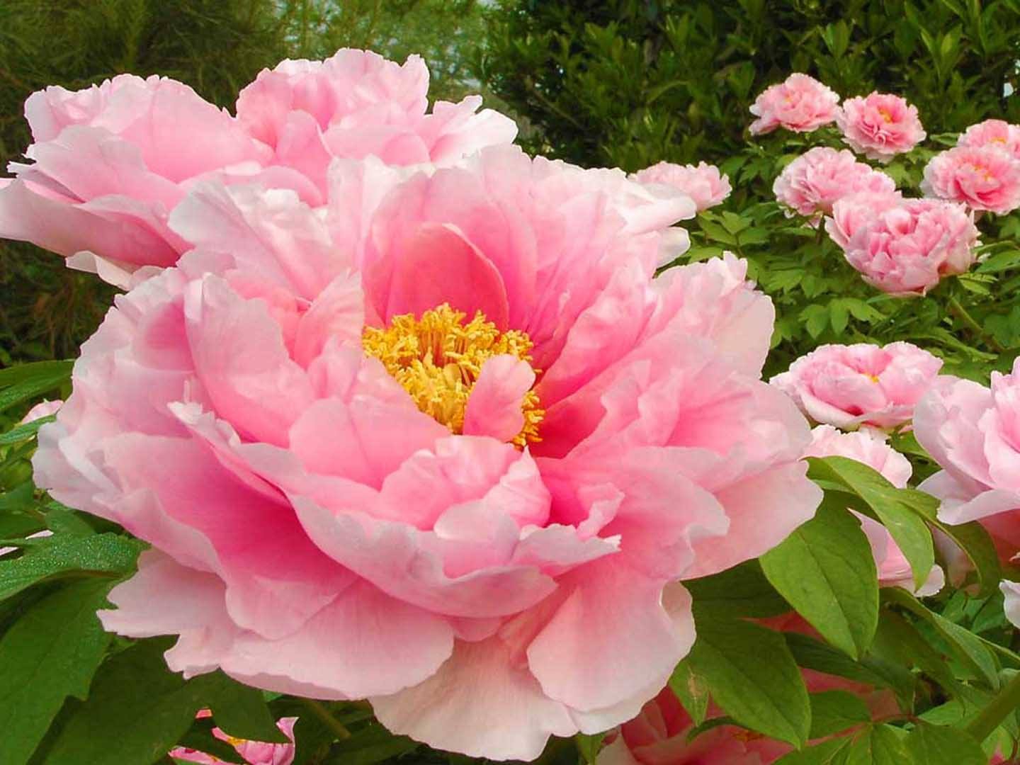 "The national color is intoxicated in the morning, and the clothes are ...