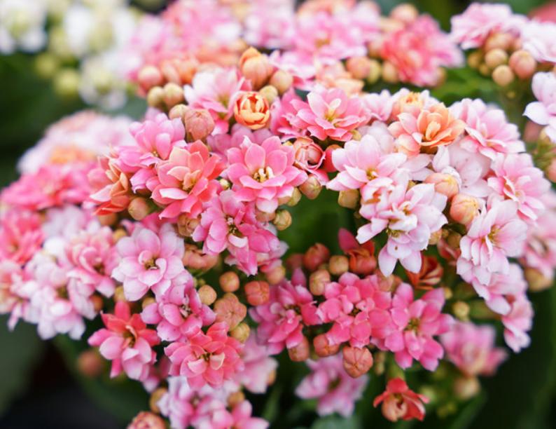 After spring, there are 4 tips for longevity flower maintenance, root ...