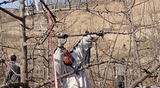 The best time to pull branches has come, fruit farmers learn these, and ...