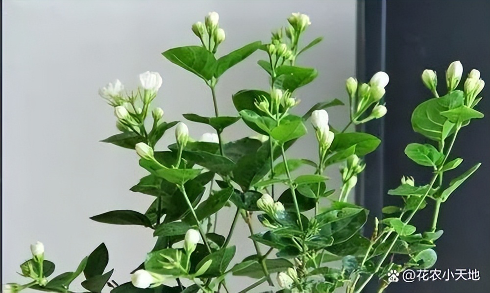Jasmine is not easy to feed?That's because you didn't find the right ...