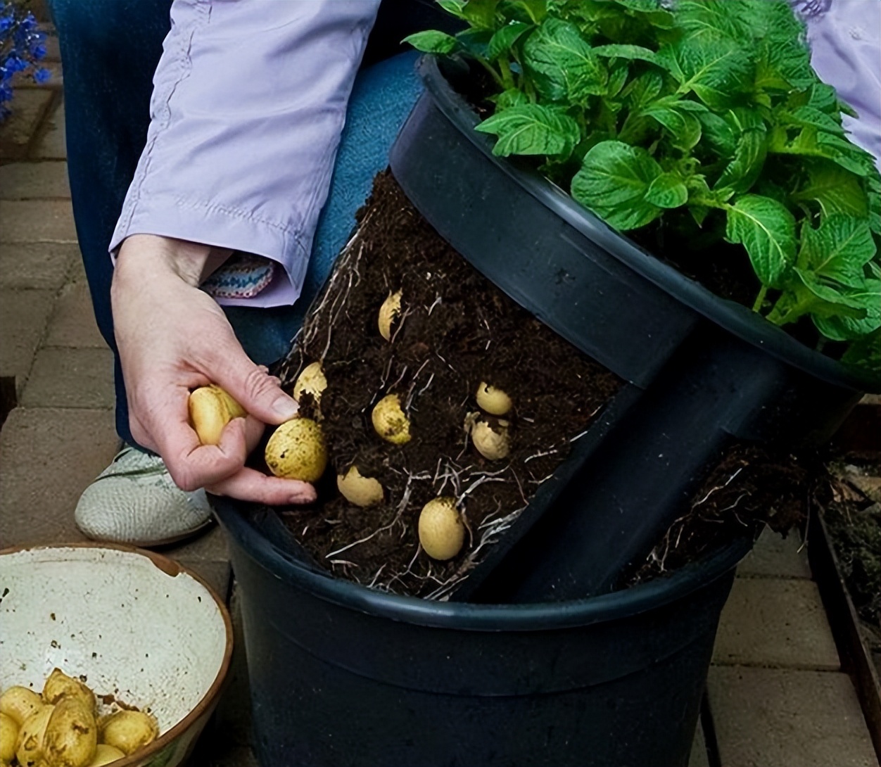 Potatoes "marry" tomatoes and give birth to "dragon and phoenix babies ...