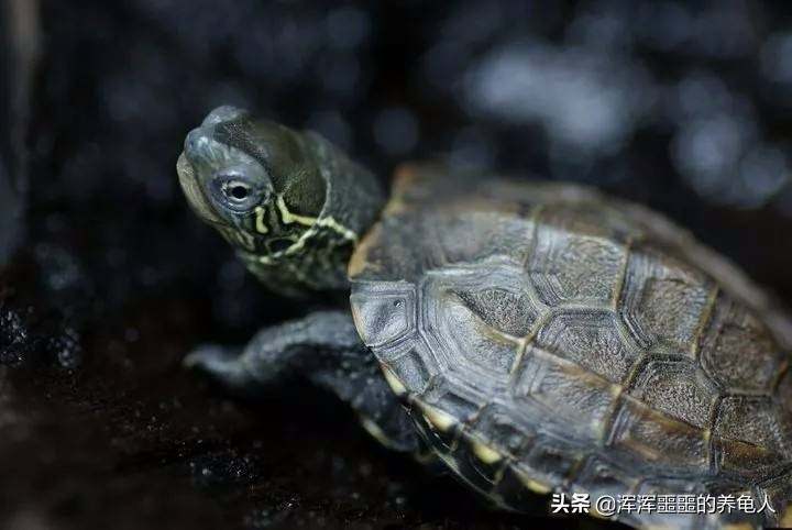 What are the symptoms of a turtle choking on water?What should I do ...