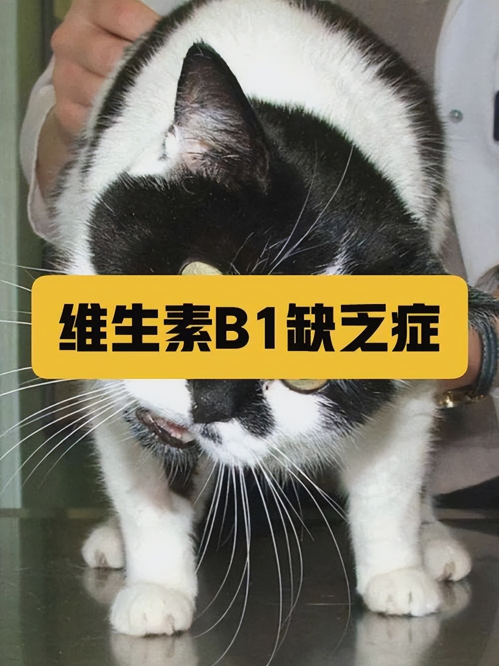 Sudden loss of coordination of the cat's limbs? Reason Discussion ...