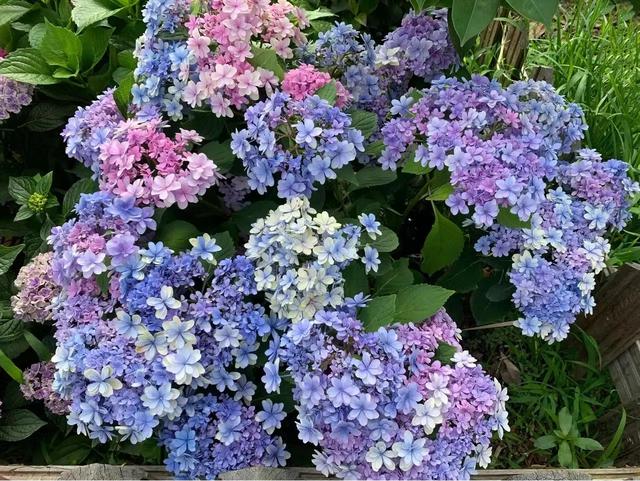 Hydrangea is poisonous, do you dare to keep it? - iNEWS