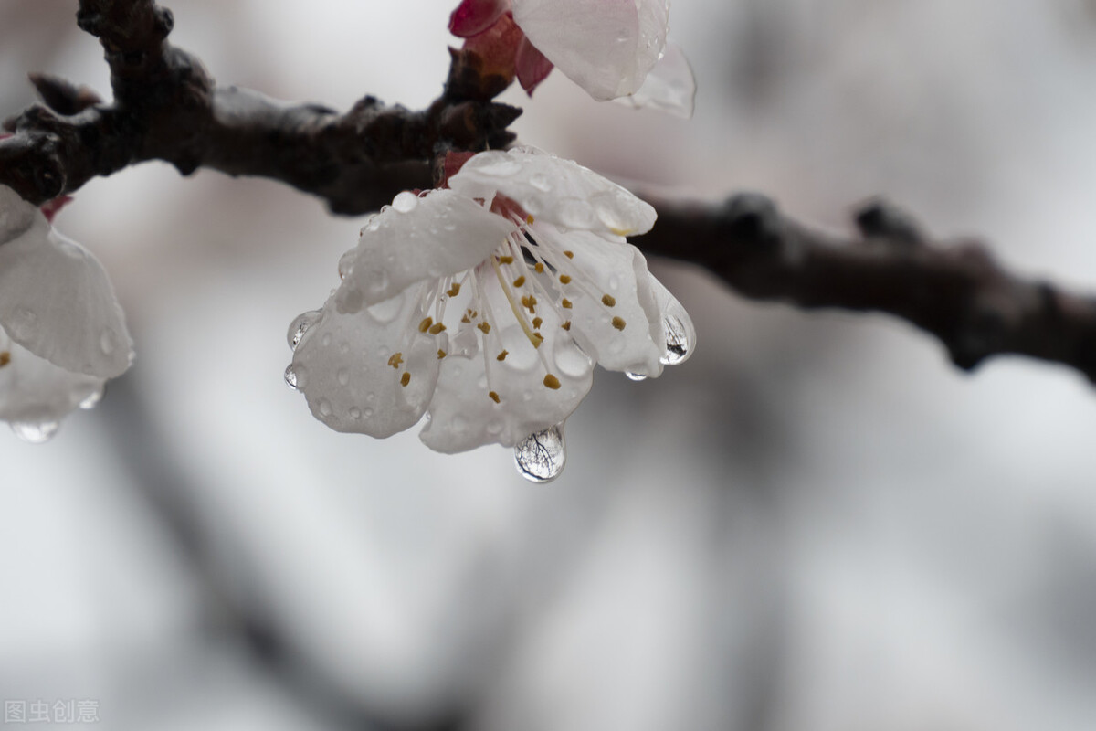 Seven-character quatrains apricot blossom rain - iNEWS