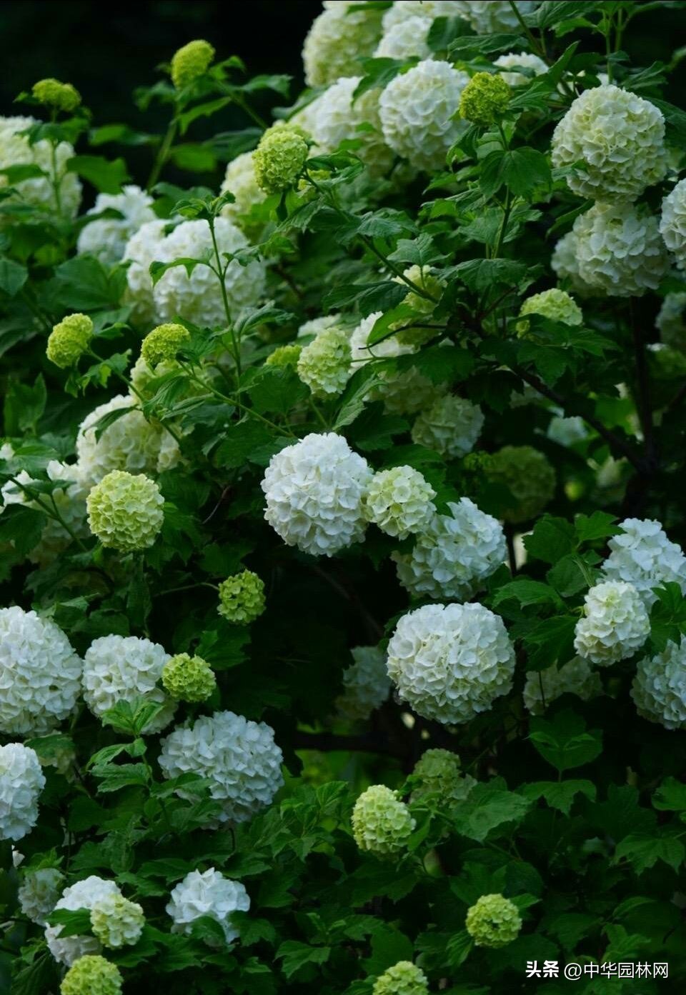 How to plant wood hydrangea, what to pay attention to, it can also be ...