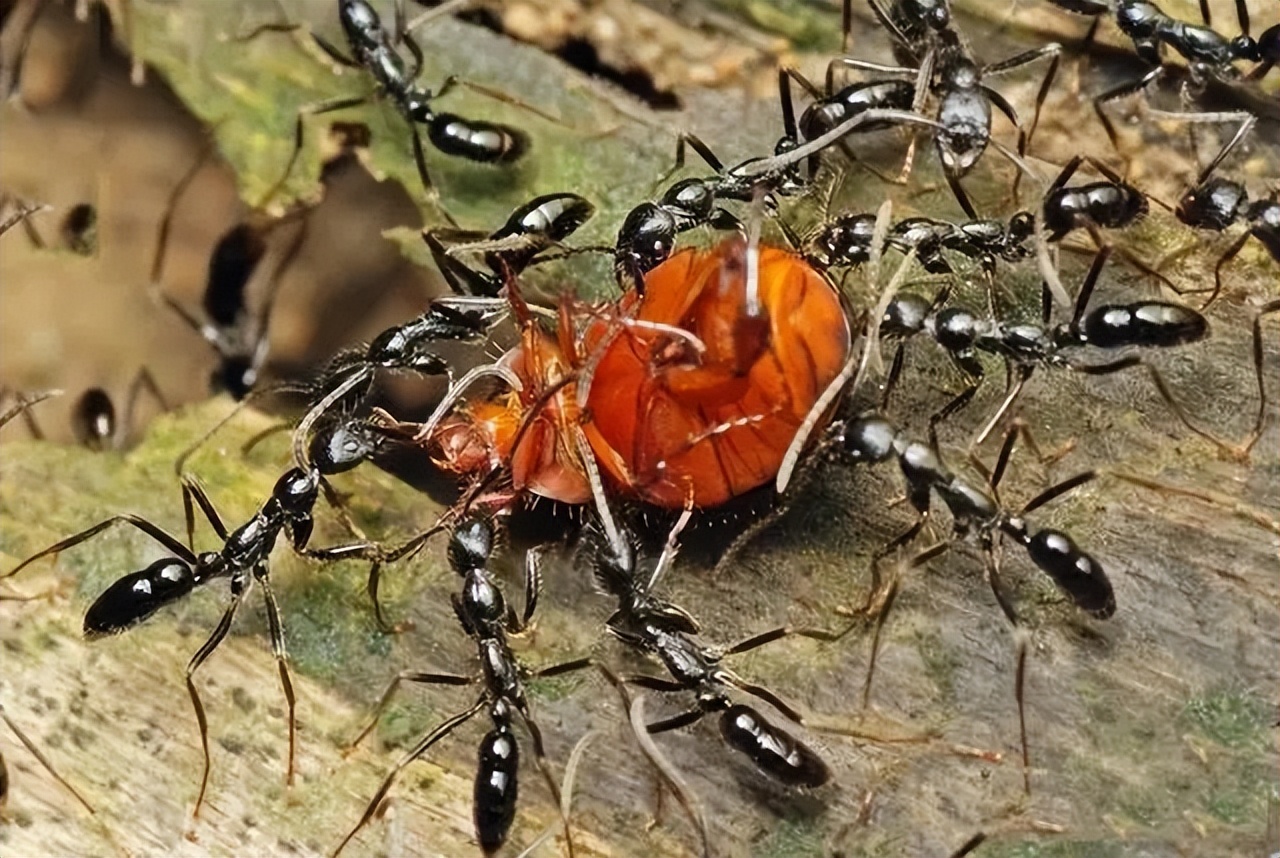 Can humans defeat ants after being 1000 times smaller? An unprecedented ...