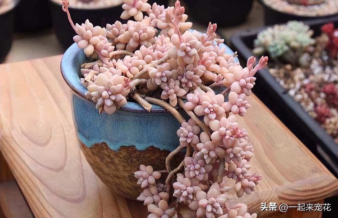 The lovely and succulent Ji Qiuli, the leaves are pink and tender like ...
