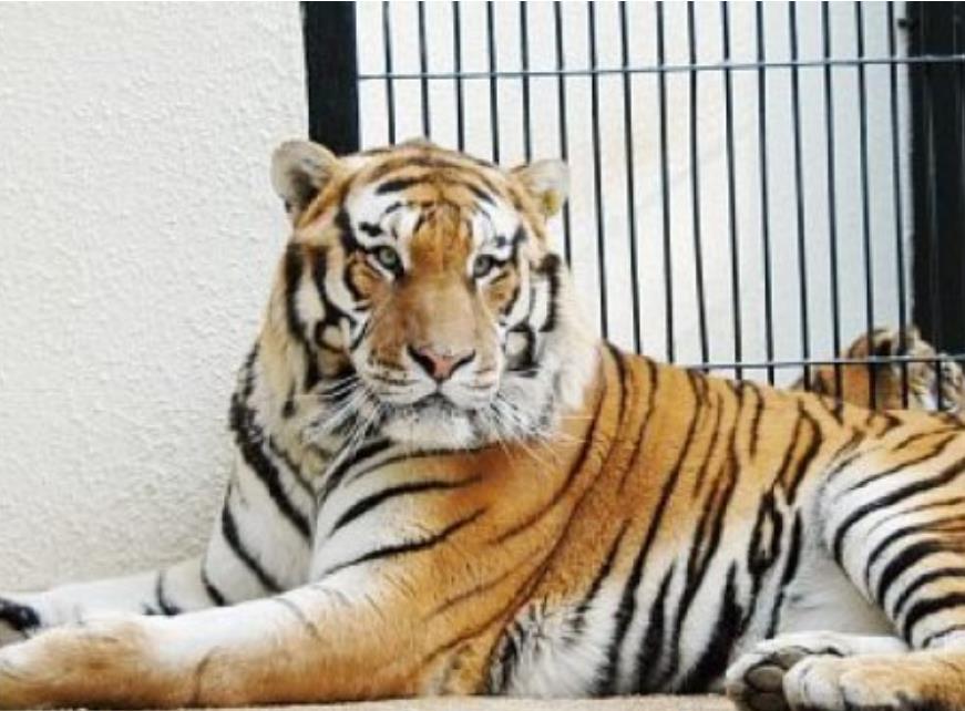 A Chinese tigress married into South Korea. In the early stage, she was ...