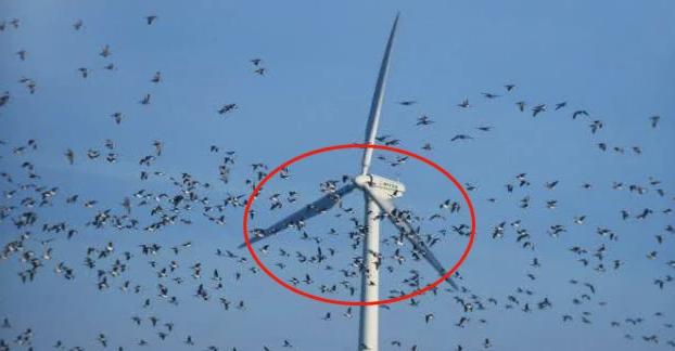 Wind power kills tens of thousands of birds every year. Can it still be ...