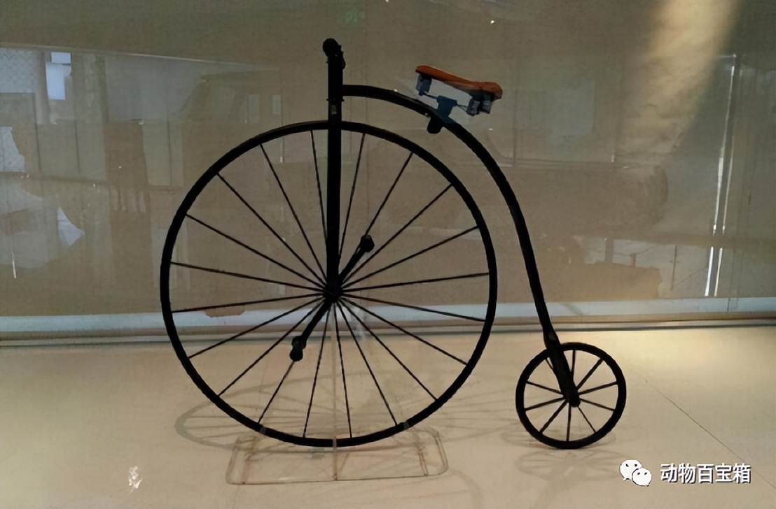 From the emperor's plaything to the national artifact, how does the ...