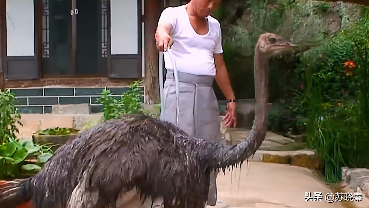 An ostrich fell in love with a monk, they may have been husband and ...